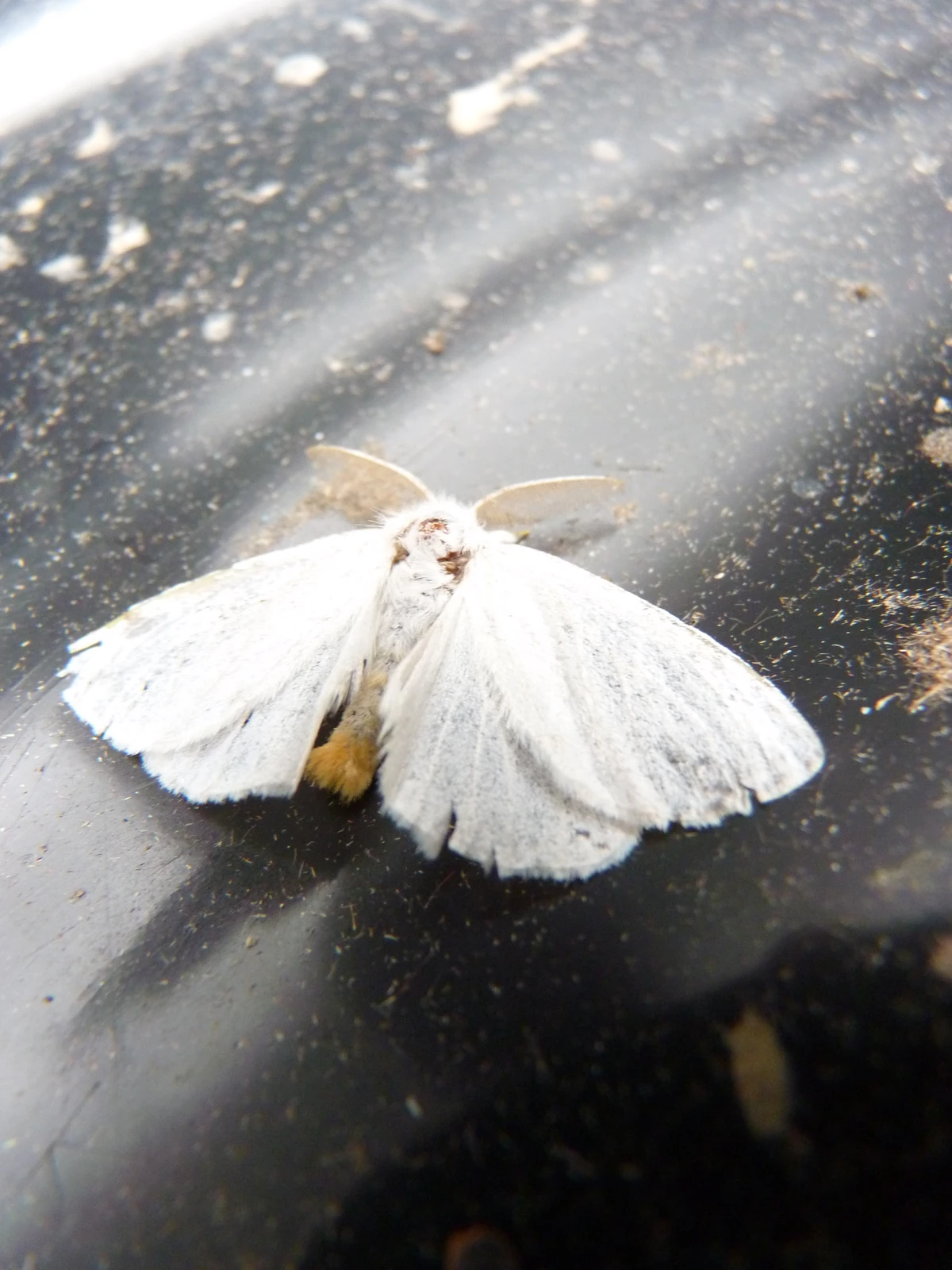 Yellow-tail | British Wildlife Wiki | Fandom