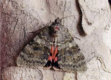 French Red Underwing | British Wildlife Wiki | Fandom