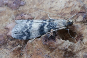 Euzophera pinguis | British Wildlife Wiki | Fandom