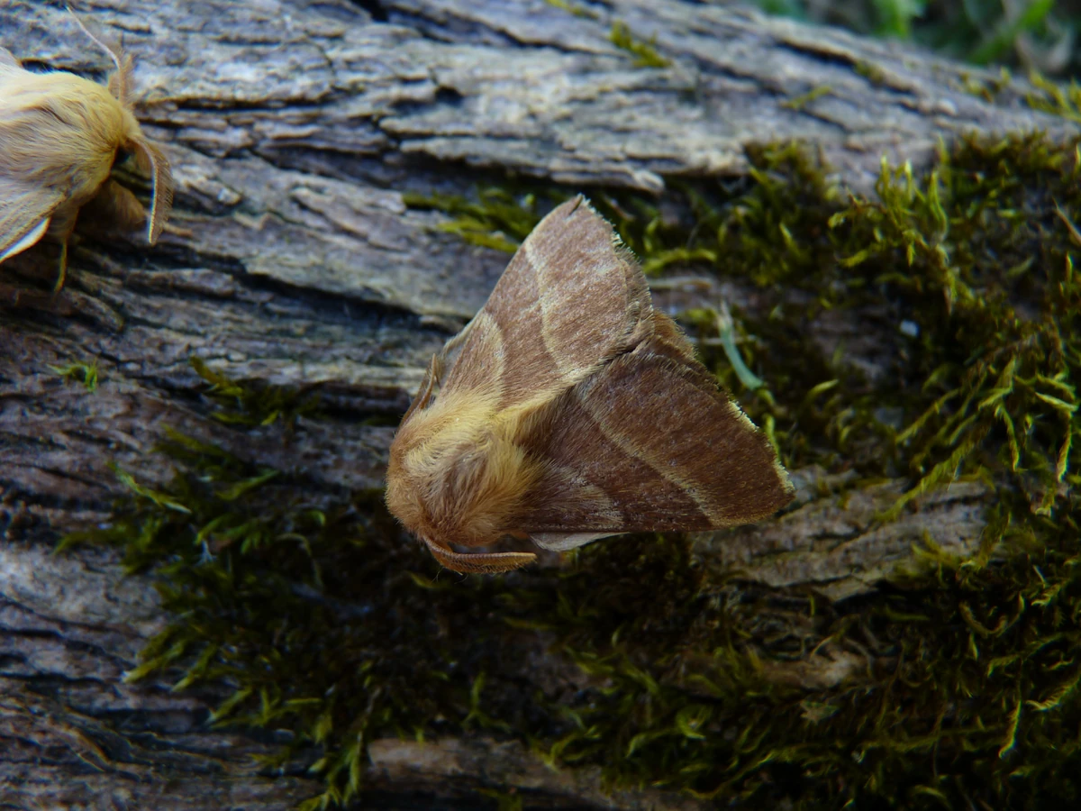 Lackey | British Wildlife Wiki | Fandom