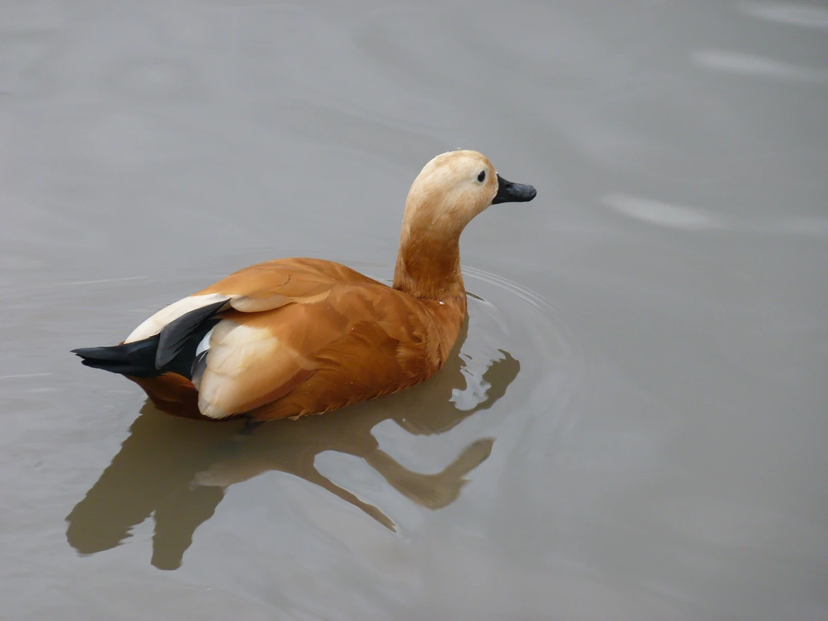 Ruddy Shelduck | British Wildlife Wiki | Fandom