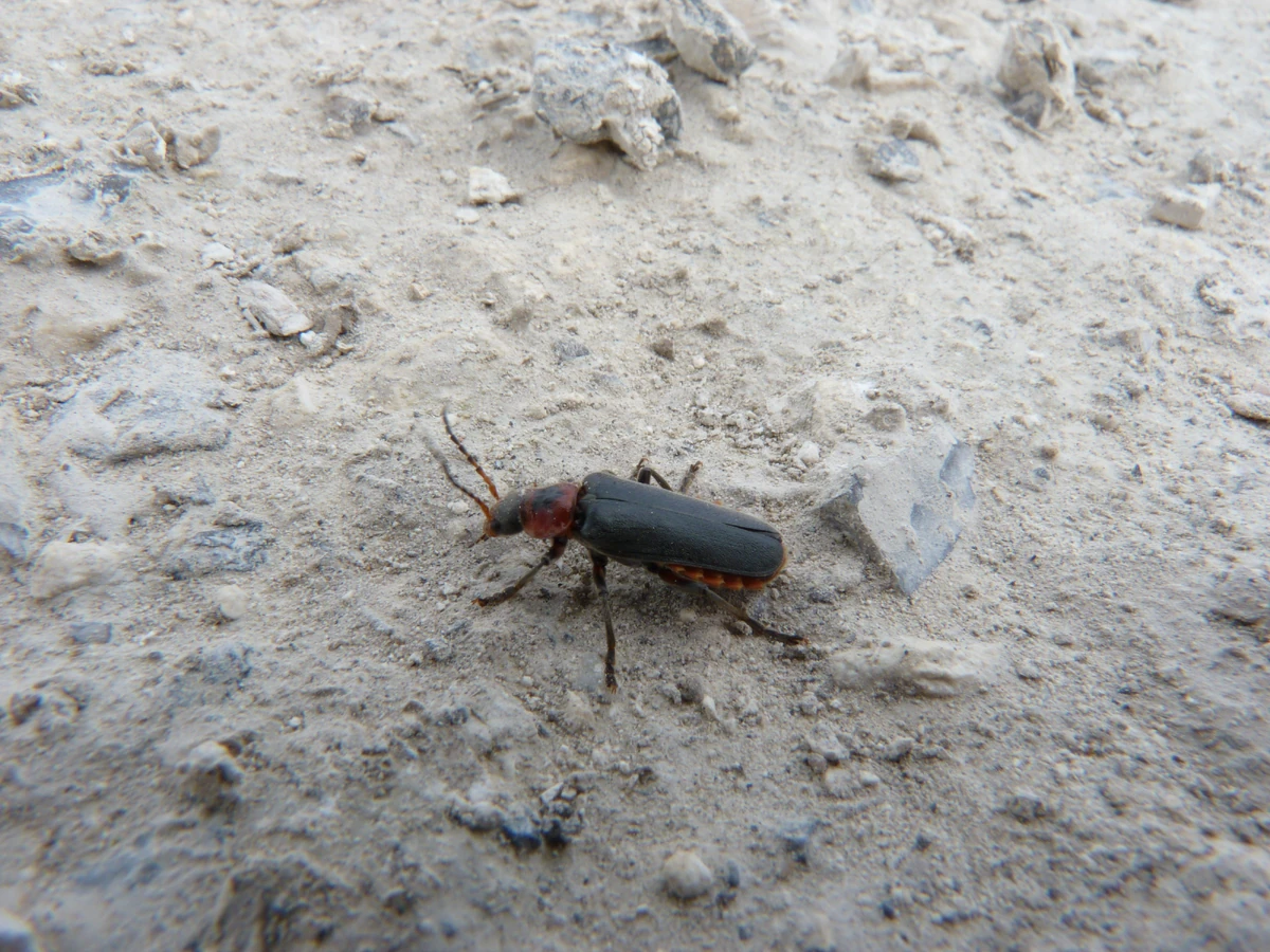 List of British Coleoptera | British Wildlife Wiki | Fandom