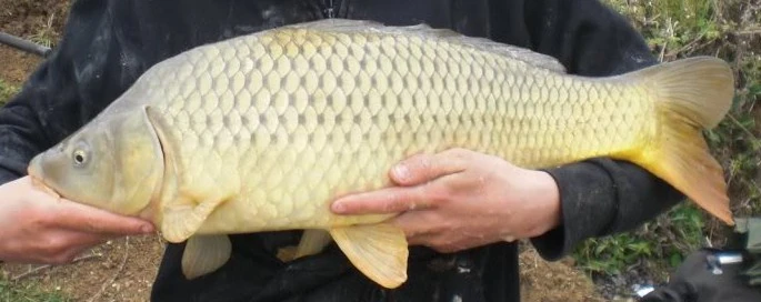 Common Carp | British Wildlife Wiki | Fandom