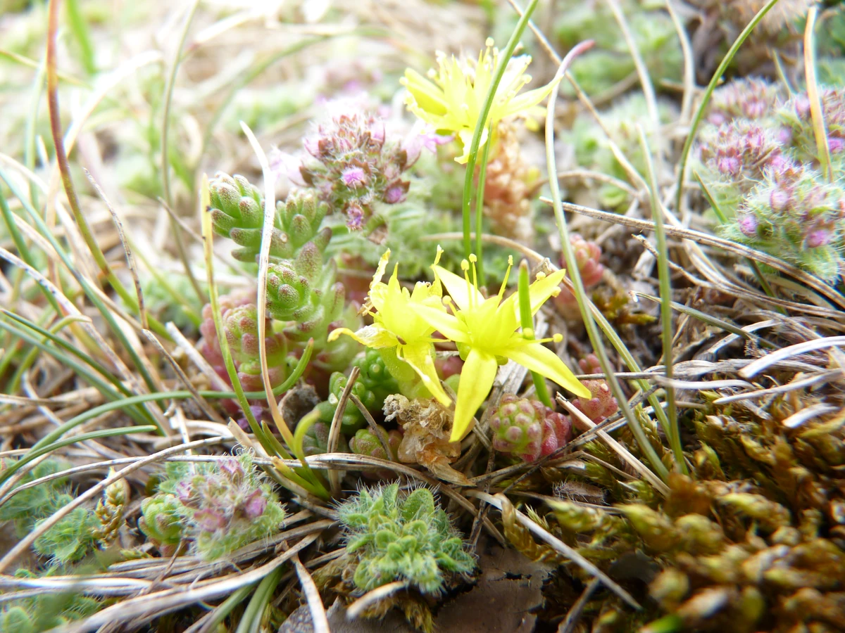 Category:Crassulaceae | British Wildlife Wiki | Fandom