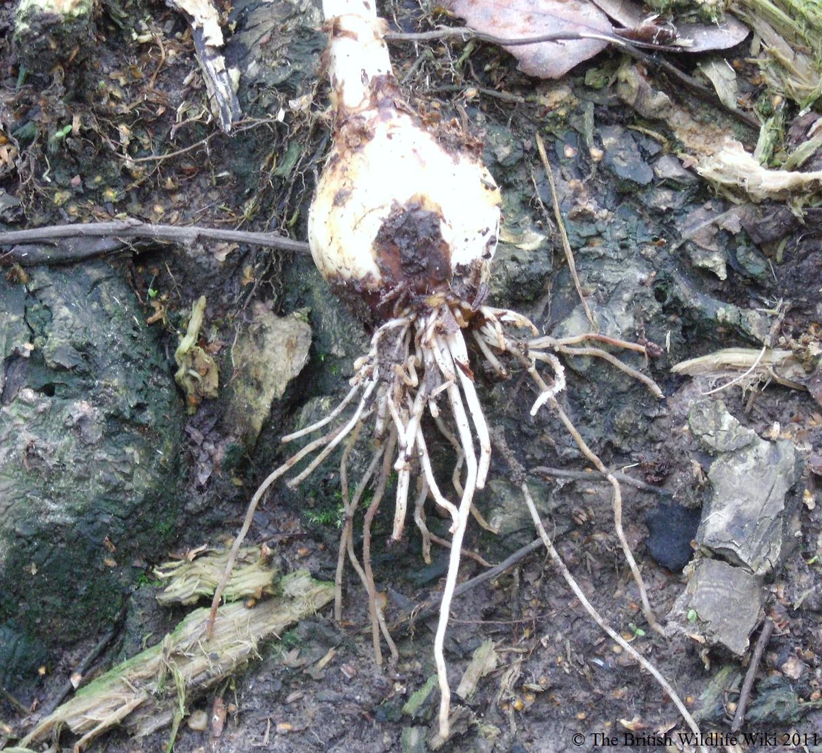 Bulb | British Wildlife Wiki | Fandom
