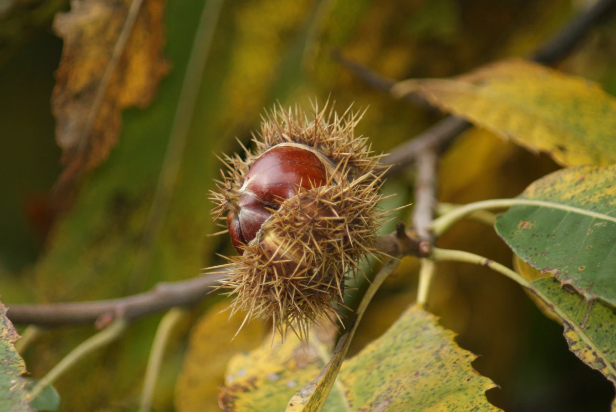 Sweet Chestnut | British Wildlife Wiki | Fandom