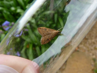 Rusty-dot Pearl | British Wildlife Wiki | Fandom