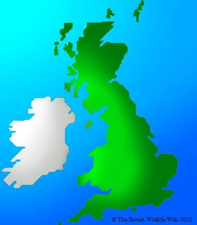 Adder | British Wildlife Wiki | Fandom