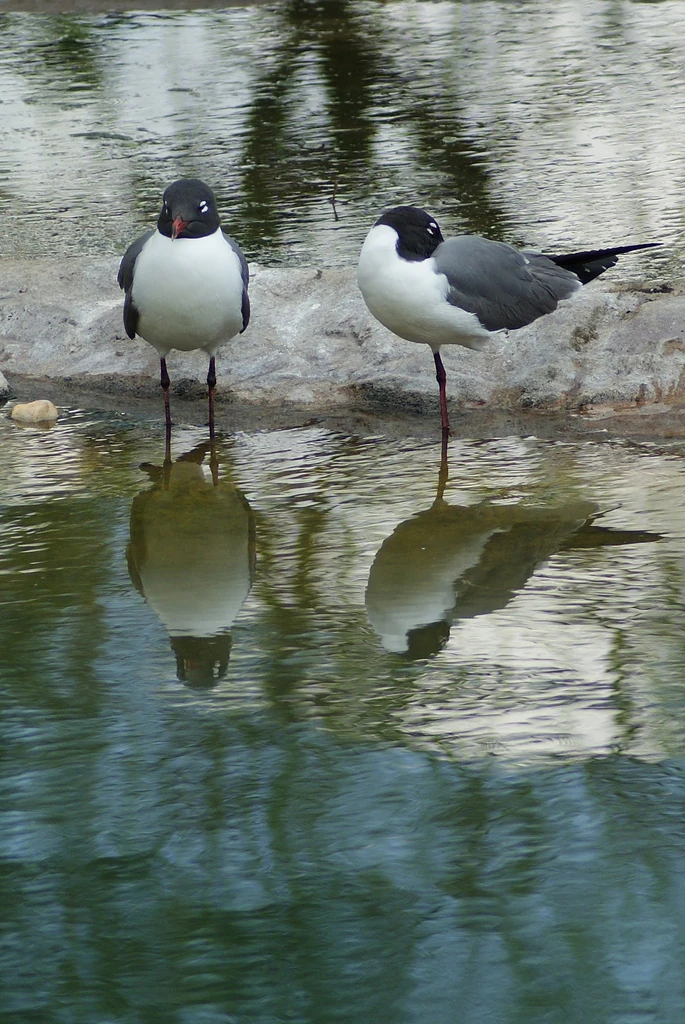 Laughing Gull | British Wildlife Wiki | Fandom