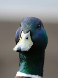 Mallard | British Wildlife Wiki | Fandom