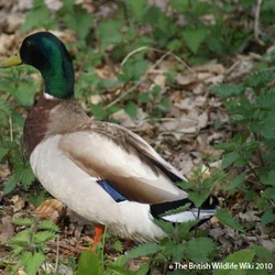 mallards in uk