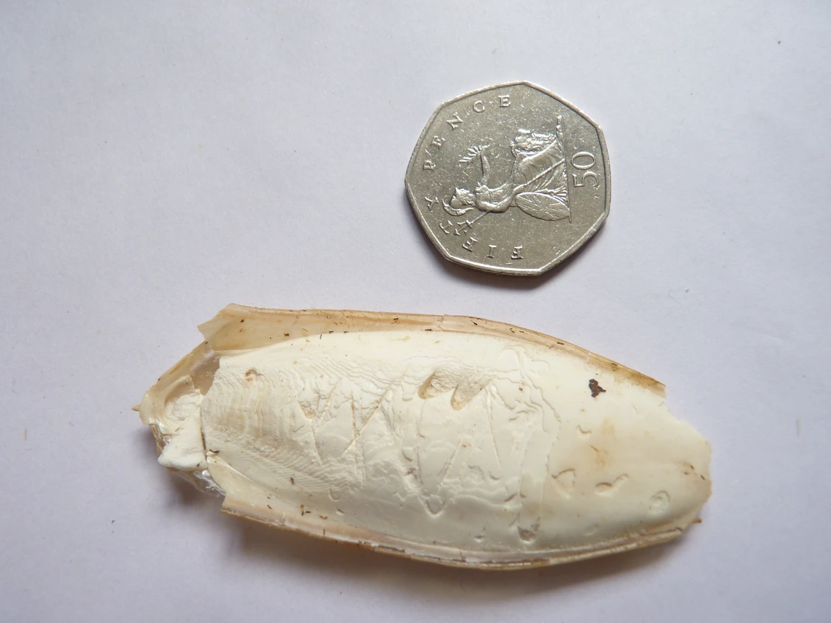 Pink Cuttlefish | British Wildlife Wiki | Fandom