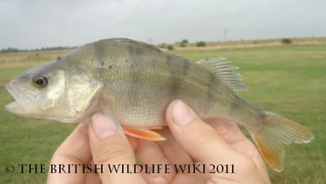 Perch | British Wildlife Wiki | Fandom