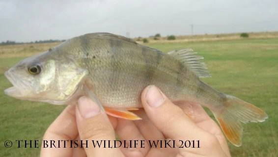 Perch | British Wildlife Wiki | Fandom