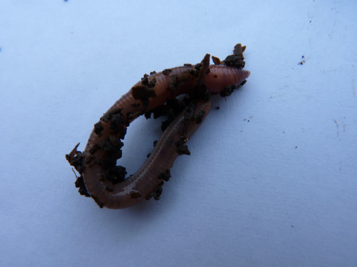 Garden Earthworm | British Wildlife Wiki | Fandom
