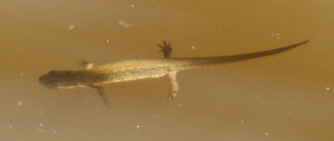 Smooth Newt | British Wildlife Wiki | Fandom