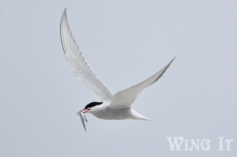 Arctic Tern | British Wildlife Wiki | Fandom