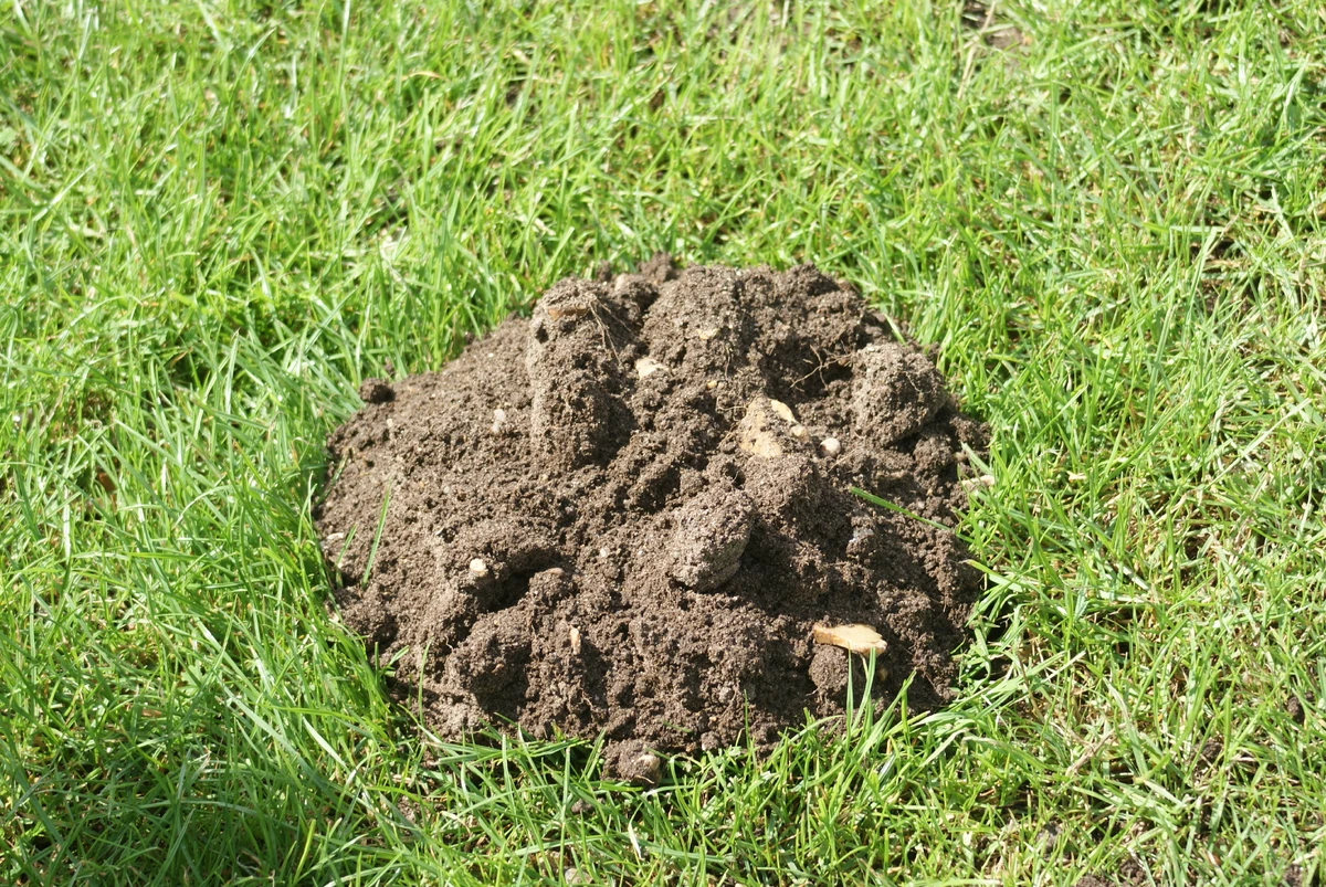 Mole | British Wildlife Wiki | Fandom