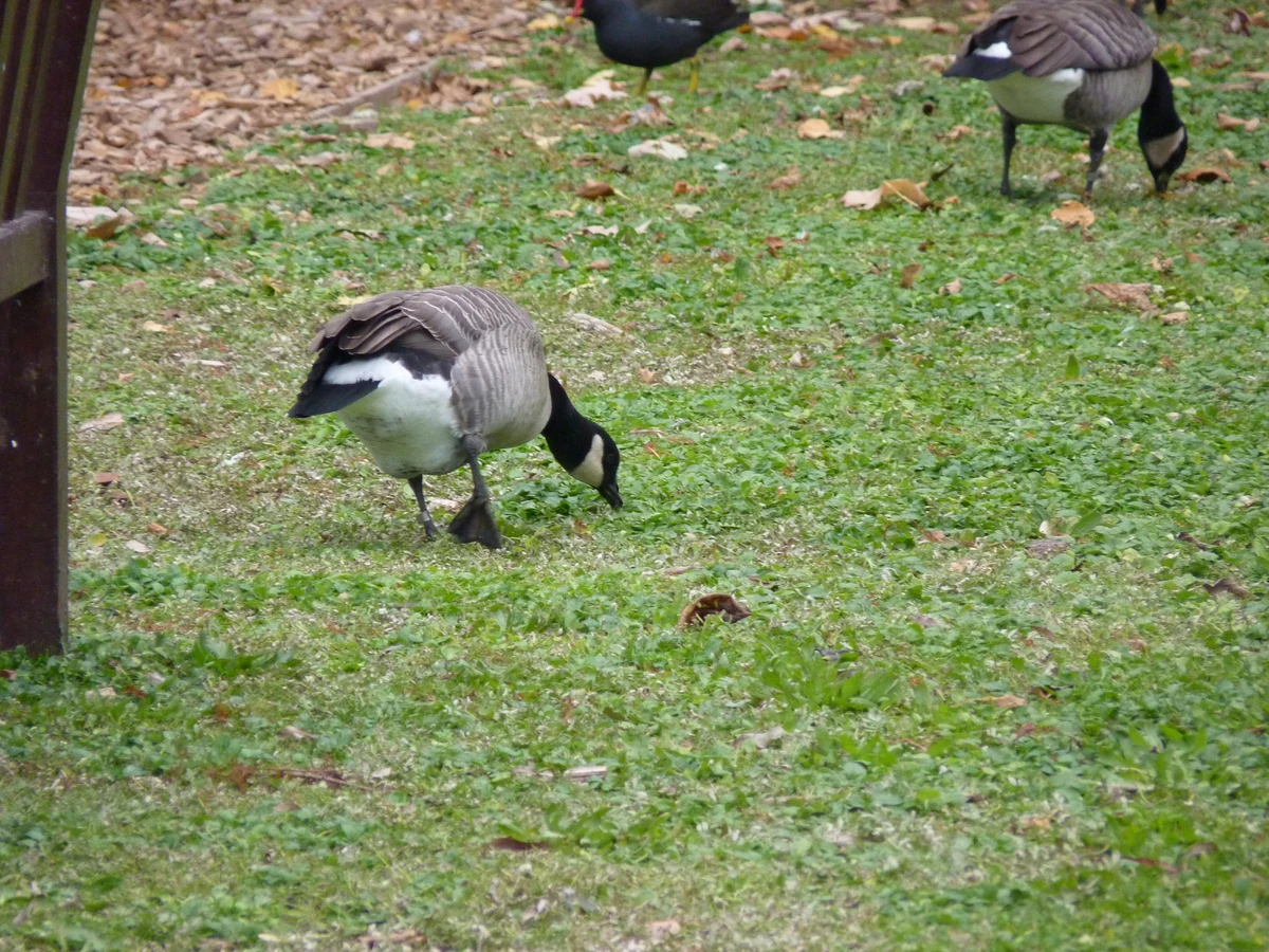 Cackling Goose | British Wildlife Wiki | Fandom