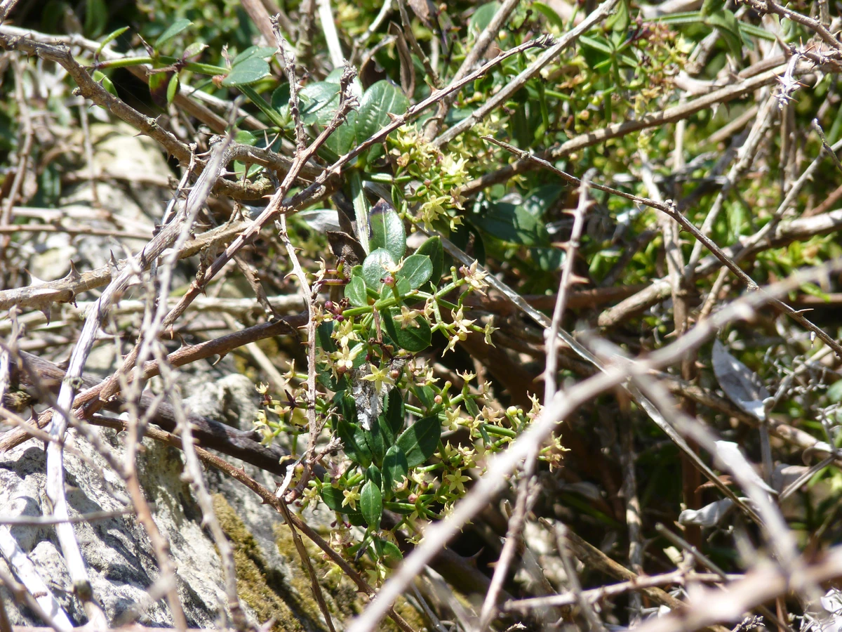 Field Madder | British Wildlife Wiki | Fandom