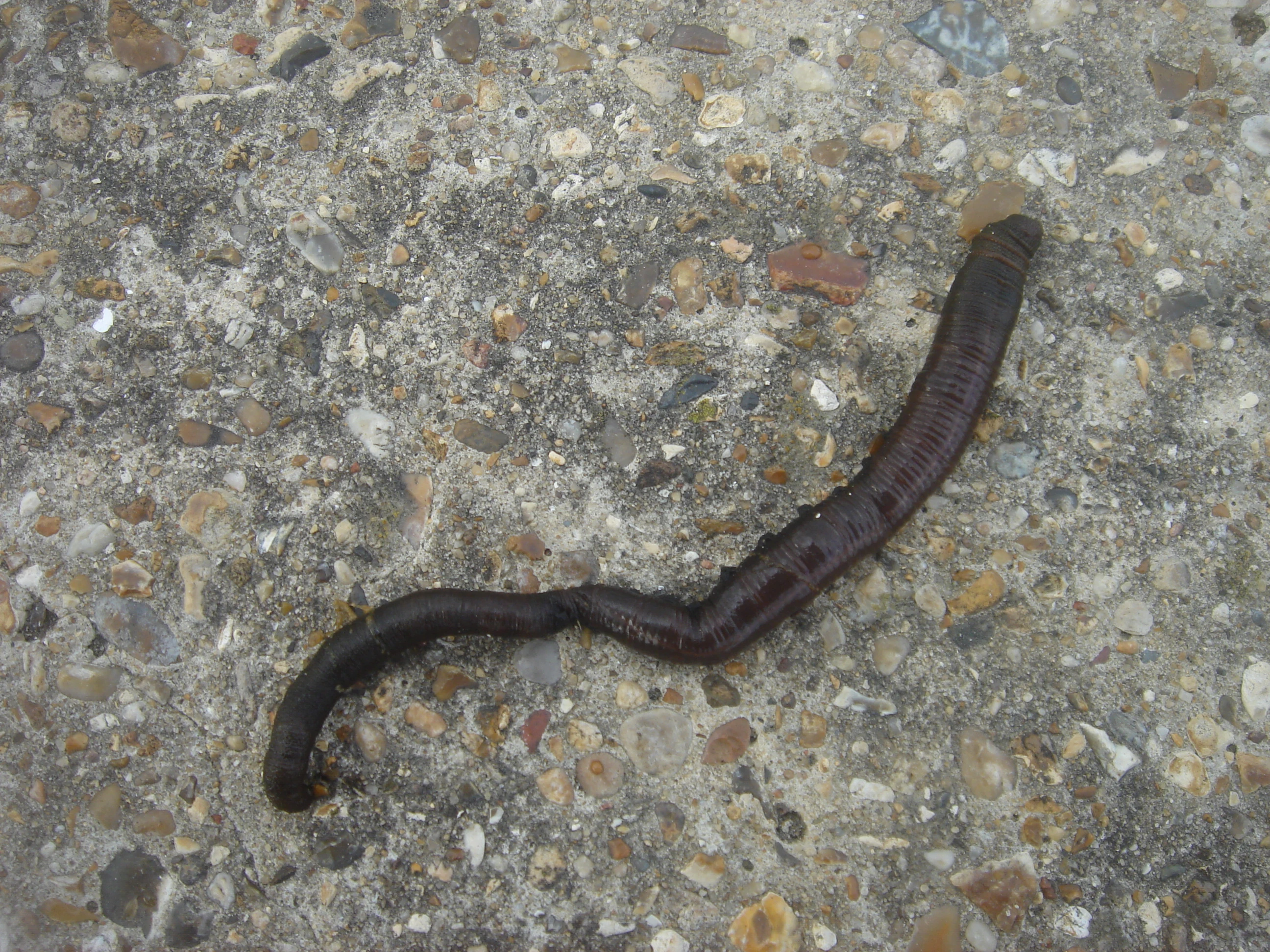 Arenicola Lugworm