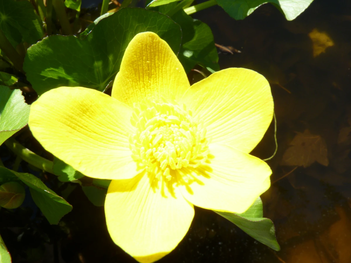 Marsh Marigold | British Wildlife Wiki | Fandom