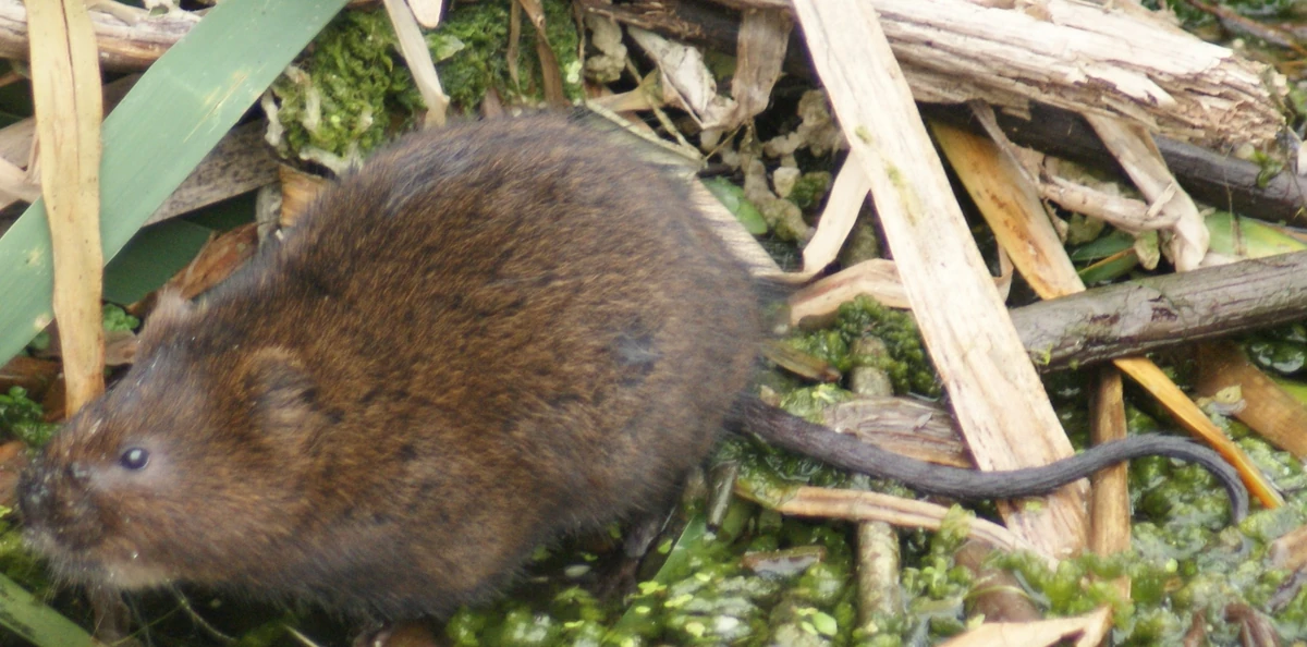 Water Vole | British Wildlife Wiki | Fandom