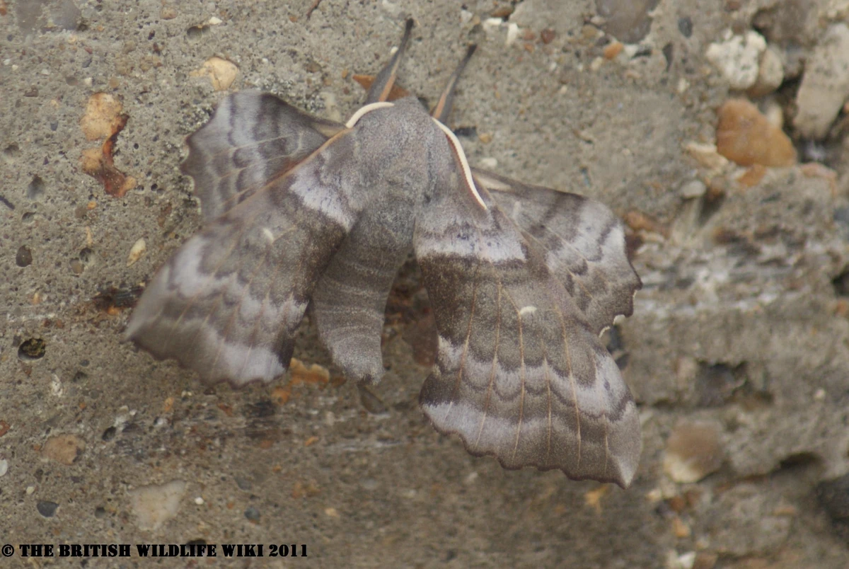 20 Common Night-flying Moths Quick ID | British Wildlife Wiki | Fandom