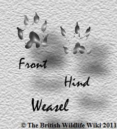 Weasel Tracks | British Wildlife Wiki | Fandom