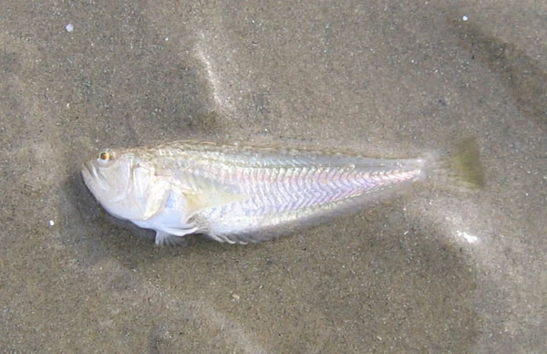 Lesser Weever | British Wildlife Wiki | Fandom