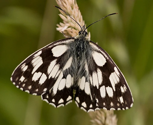 Marbled White | British Wildlife Wiki | Fandom