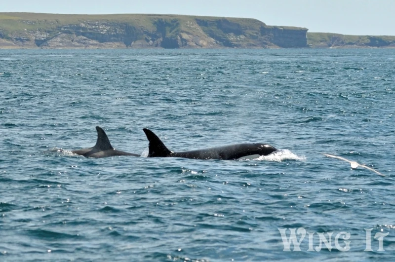 Category:Aquatic Mammals | British Wildlife Wiki | Fandom