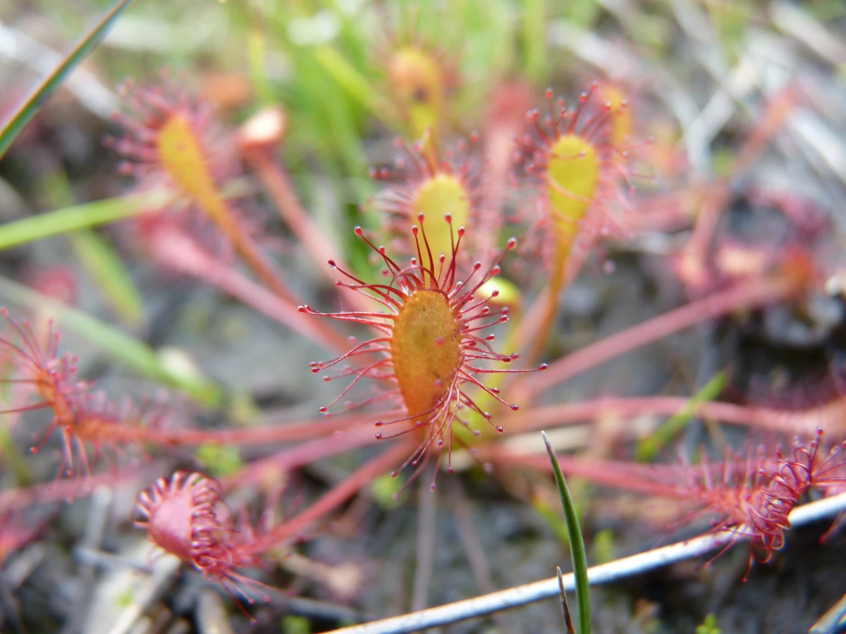 Oblong-leaved Sundew | British Wildlife Wiki | Fandom