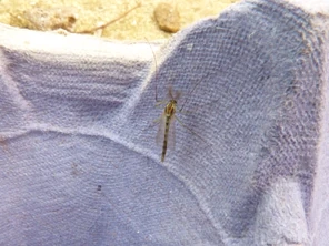 Spotted Crane Fly | British Wildlife Wiki | Fandom