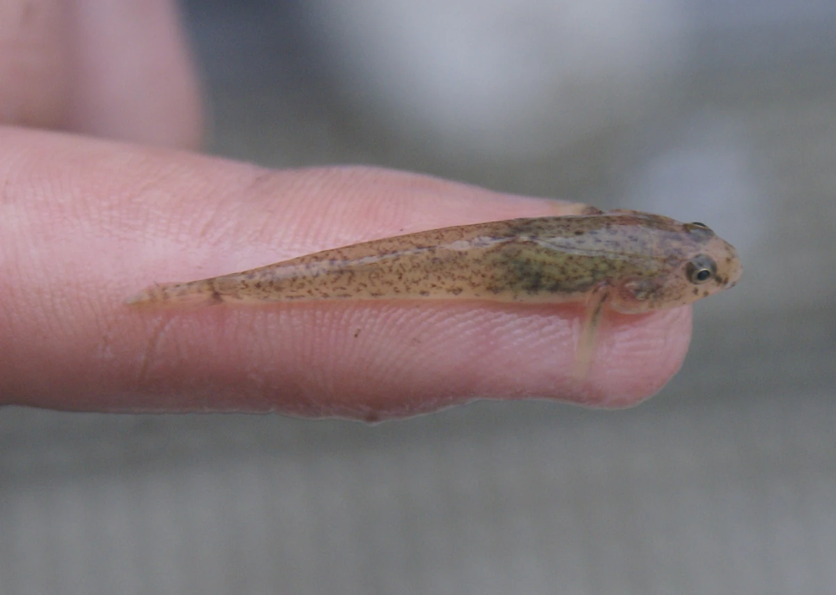Common Goby | British Wildlife Wiki | Fandom