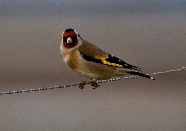 Goldfinch | British Wildlife Wiki | Fandom
