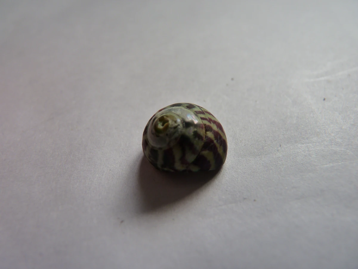 Purple Topshell | British Wildlife Wiki | Fandom