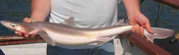 Spurdog | British Wildlife Wiki | Fandom