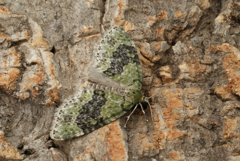 Yellow-barred Brindle | British Wildlife Wiki | Fandom