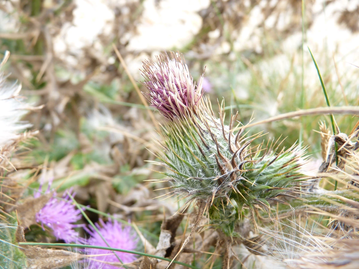 Spear Thistle | British Wildlife Wiki | Fandom