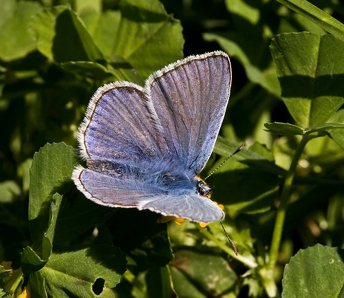 Common Blue | British Wildlife Wiki | Fandom
