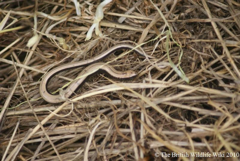 Slow Worm | British Wildlife Wiki | Fandom