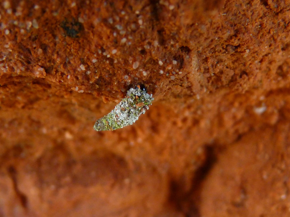 Luffia ferchaultella | British Wildlife Wiki | Fandom