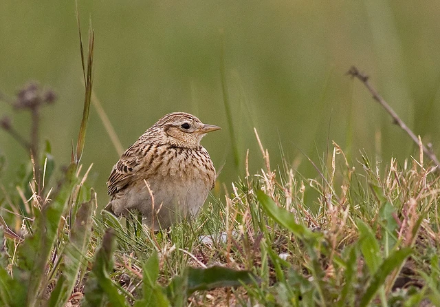 Skylark | British Wildlife Wiki | Fandom