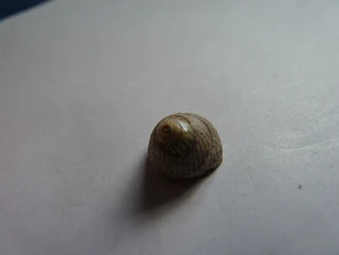 Grey Top Shell | British Wildlife Wiki | Fandom