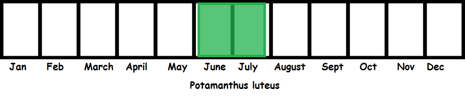 Potamanthus luteus | British Wildlife Wiki | Fandom