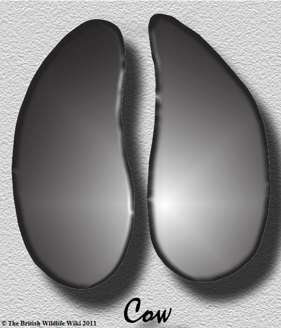 Cow Tracks | British Wildlife Wiki | Fandom