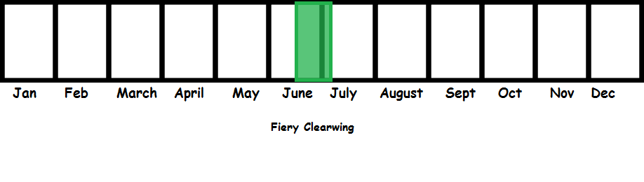 Fiery Clearwing | British Wildlife Wiki | Fandom
