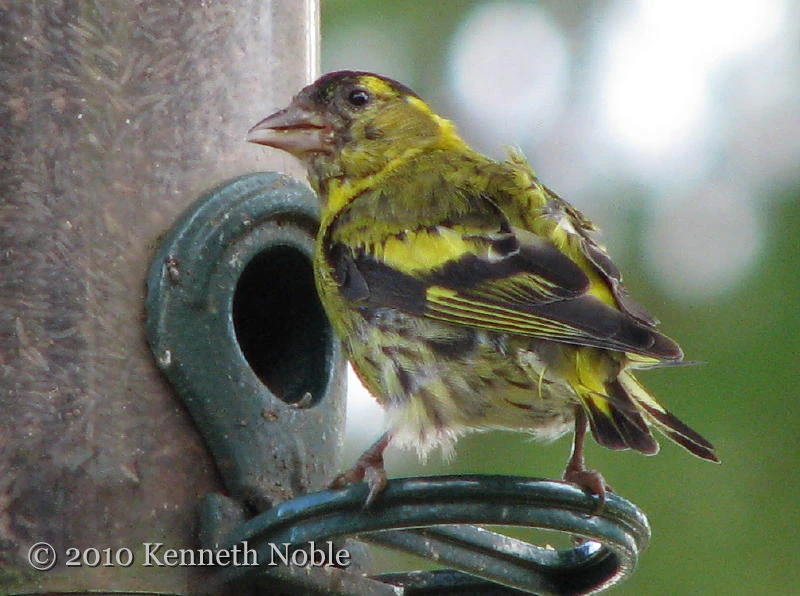 Siskin | British Wildlife Wiki | Fandom