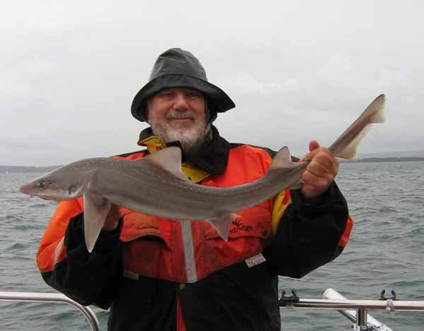 Starry Smooth Hound | British Wildlife Wiki | Fandom